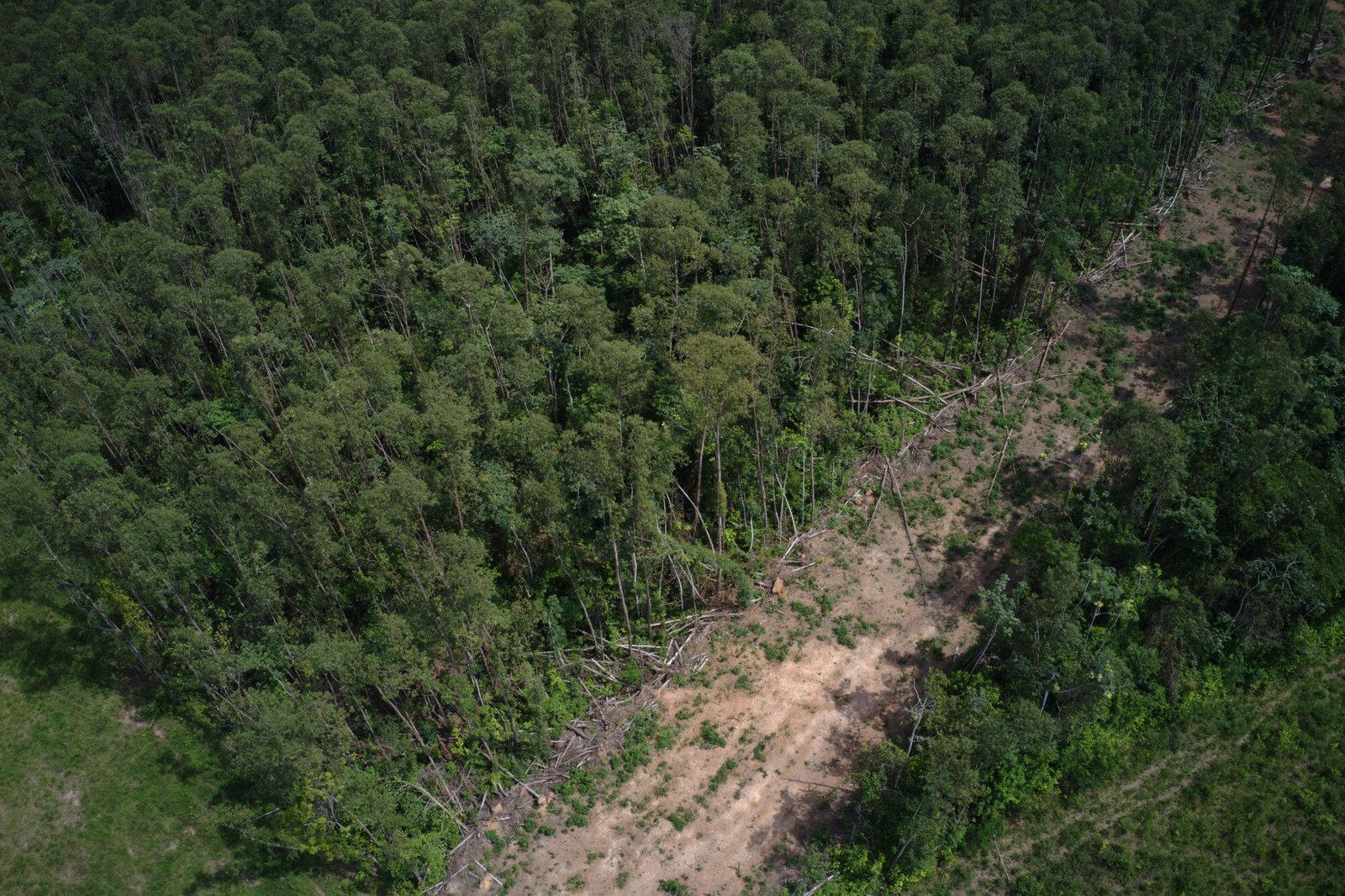 US supermarket products linked to tropical deforestation | Global Witness