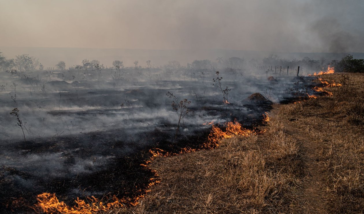 The Cerrado crisis: Brazil’s deforestation frontline | Global Witness