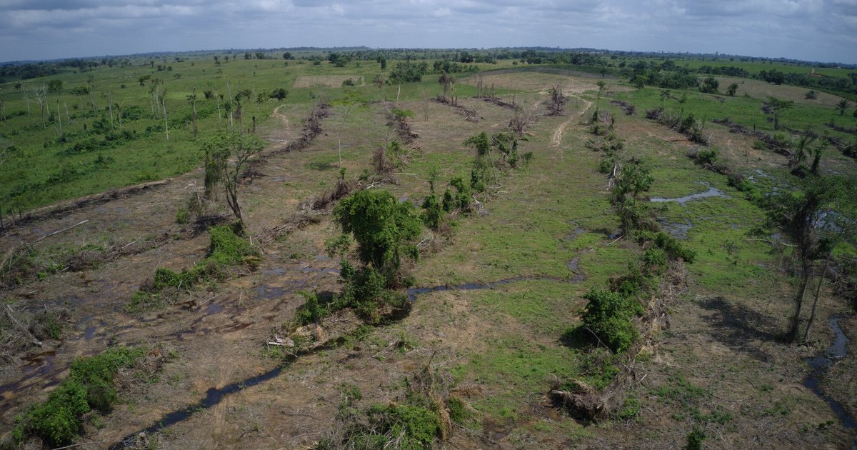Over £1bn funnelled into "forest-risk" companies since COP26 | Global ...