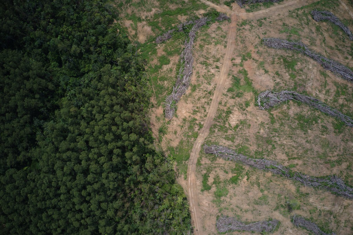 Global banks earn billions from deforestation | Global Witness