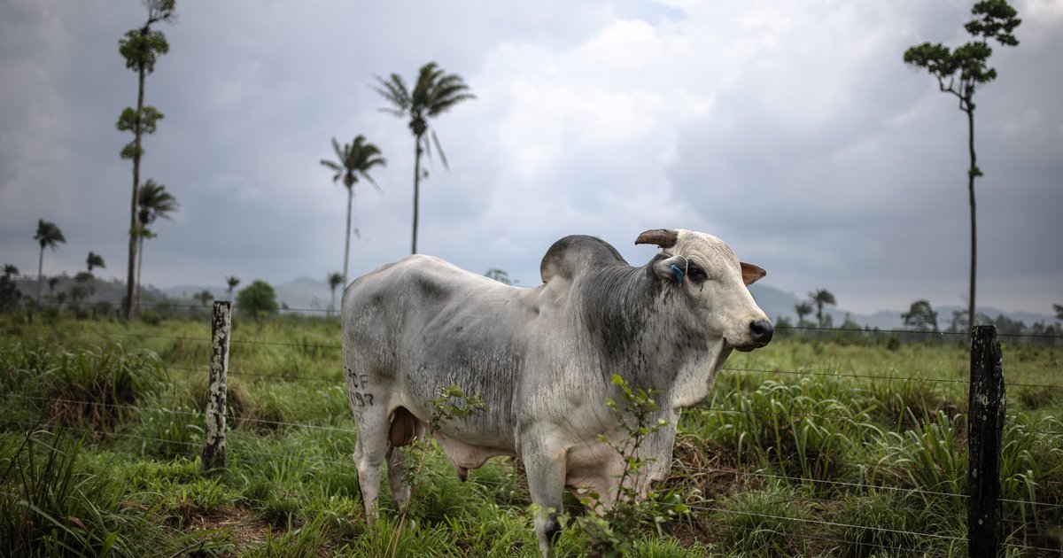 JBS suppliers destroy one football field of forest a day | Global Witness