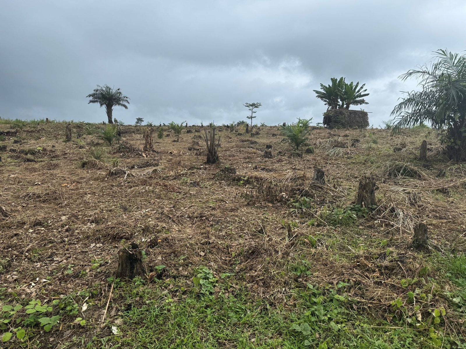 Chocolate giants fuel deforestation in West Africa’s last rainforest ...