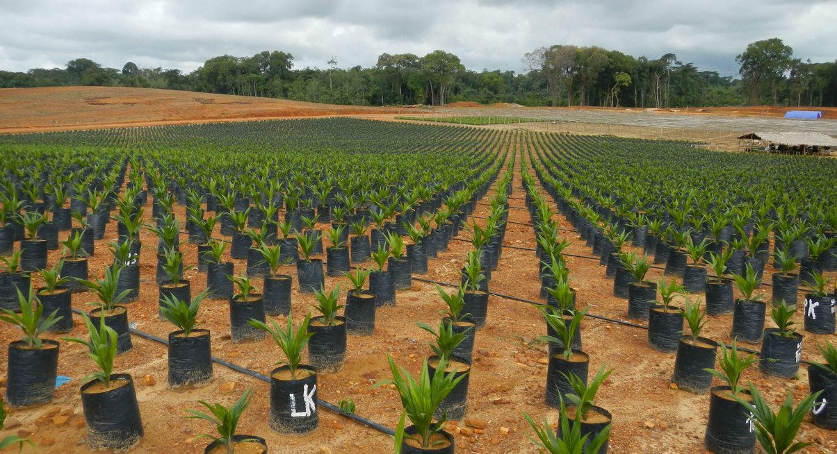 Chocolate giants fuel deforestation in West Africa’s last rainforest ...